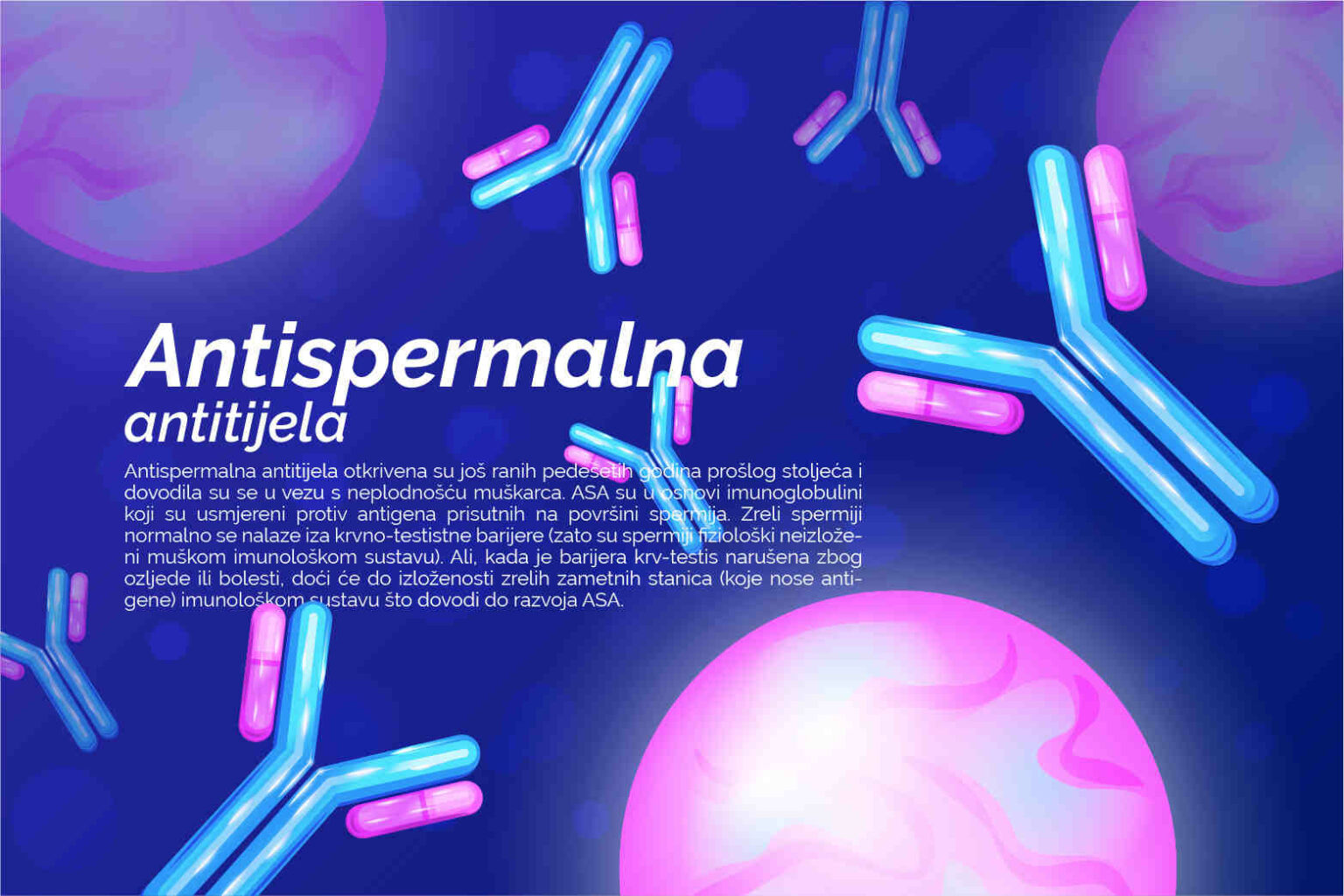 Antispermalna antitijela (Antisperm antibodies - ASA) - spermiogram.hr